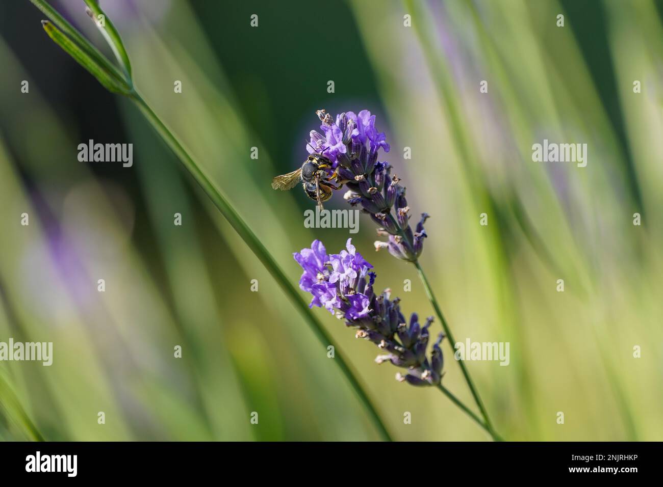 A wasp collects nectar on a lavender flower. Insect close-up Stock ...