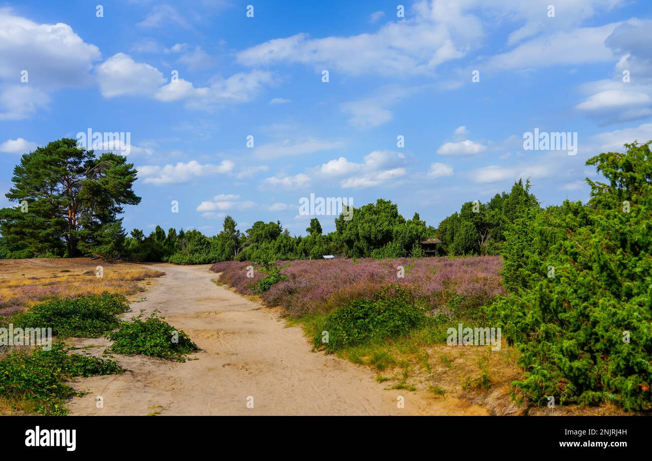 Nature in the Westruper Heide. Landscape with heather plants and trees ...