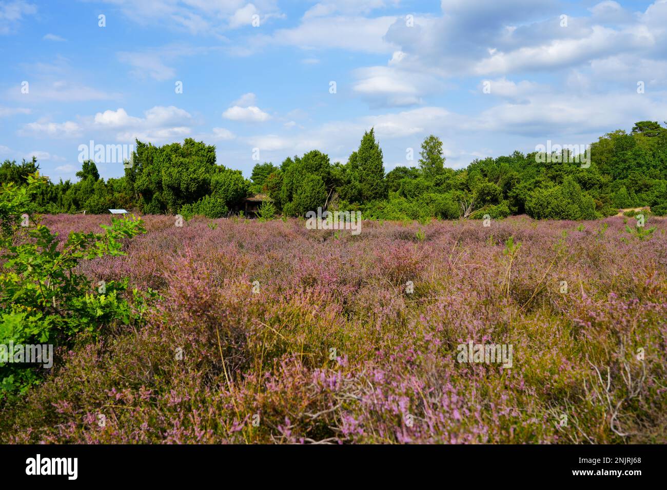 Nature in the Westruper Heide. Landscape with heather plants and trees ...