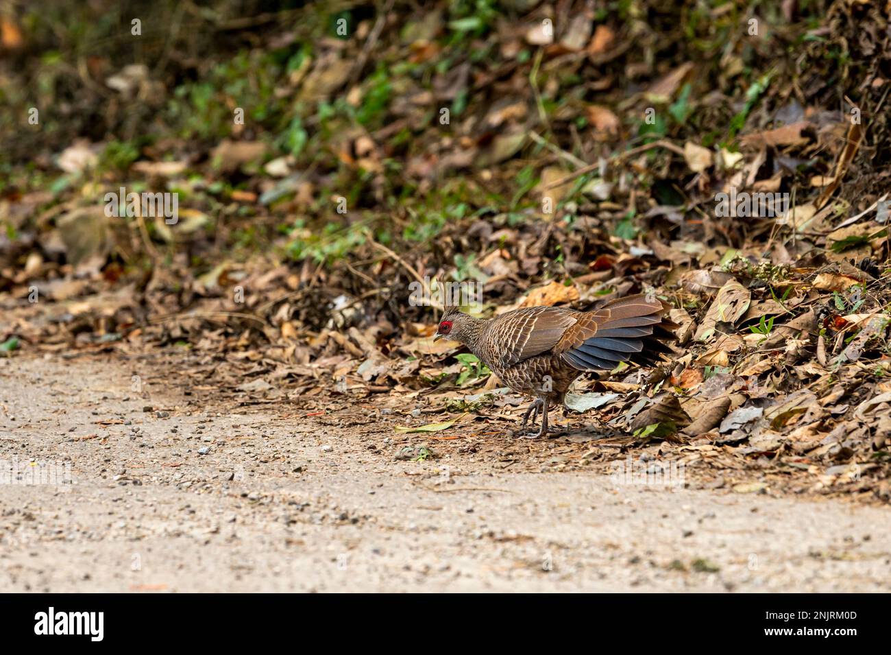 Kalij pheasant or Lophura leucomelanos female bird running on forest ...