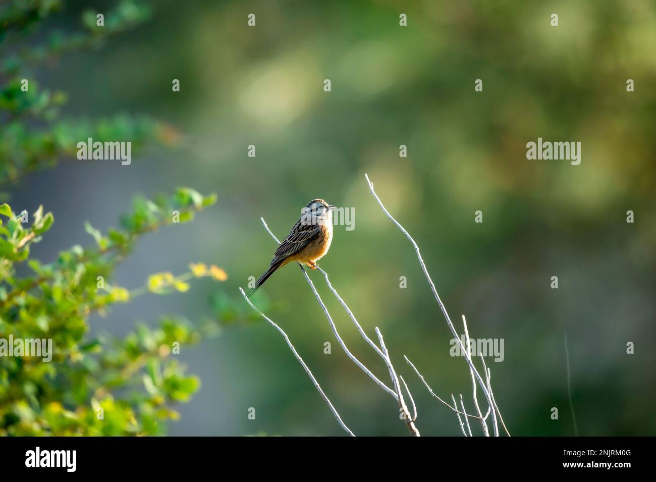 rock bunting or Emberiza cia bird in natural green background in winter ...