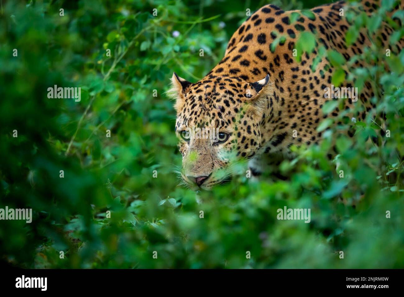 indian wild male leopard or panther or panthera pardus fusca face ...