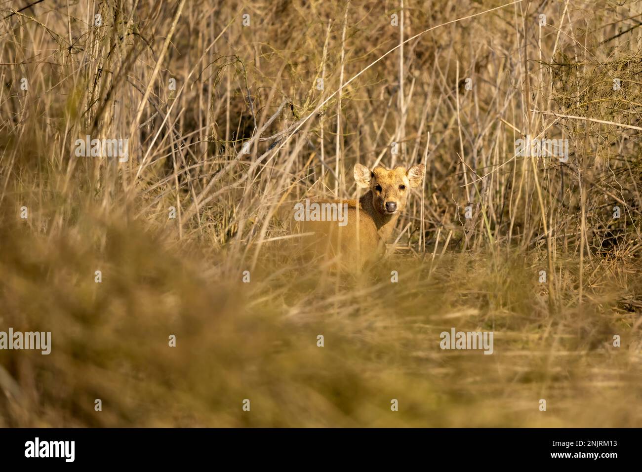 Indian hog deer or Axis porcinus portrait with eye contact at dhikala ...