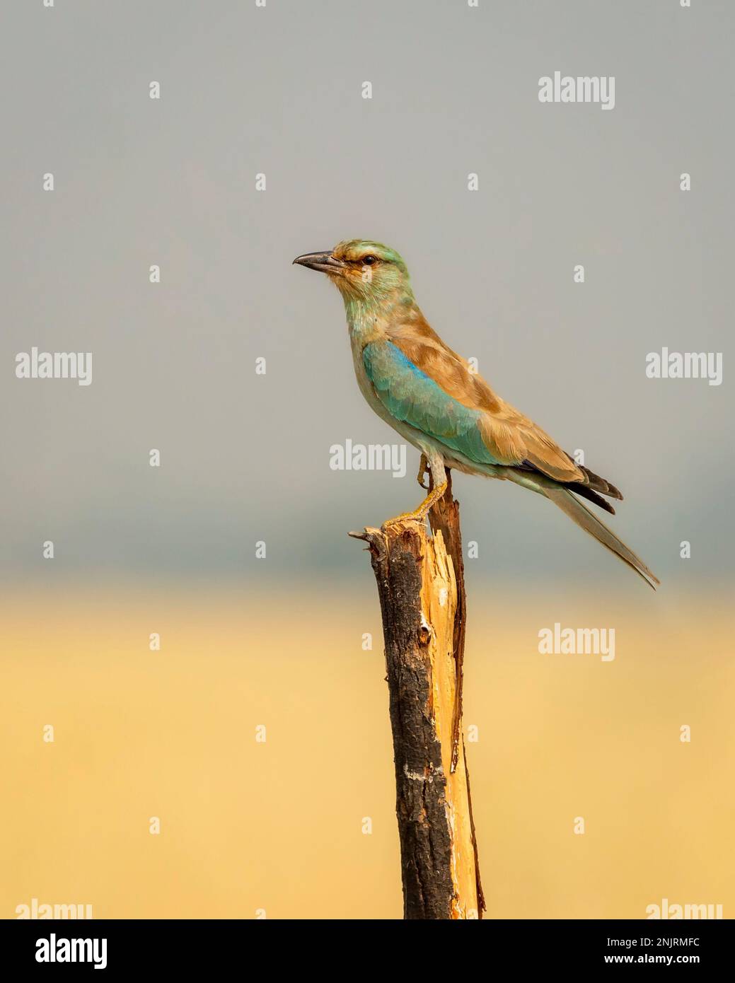 Eurasian or European roller or Coracias garrulus bird closeup or ...