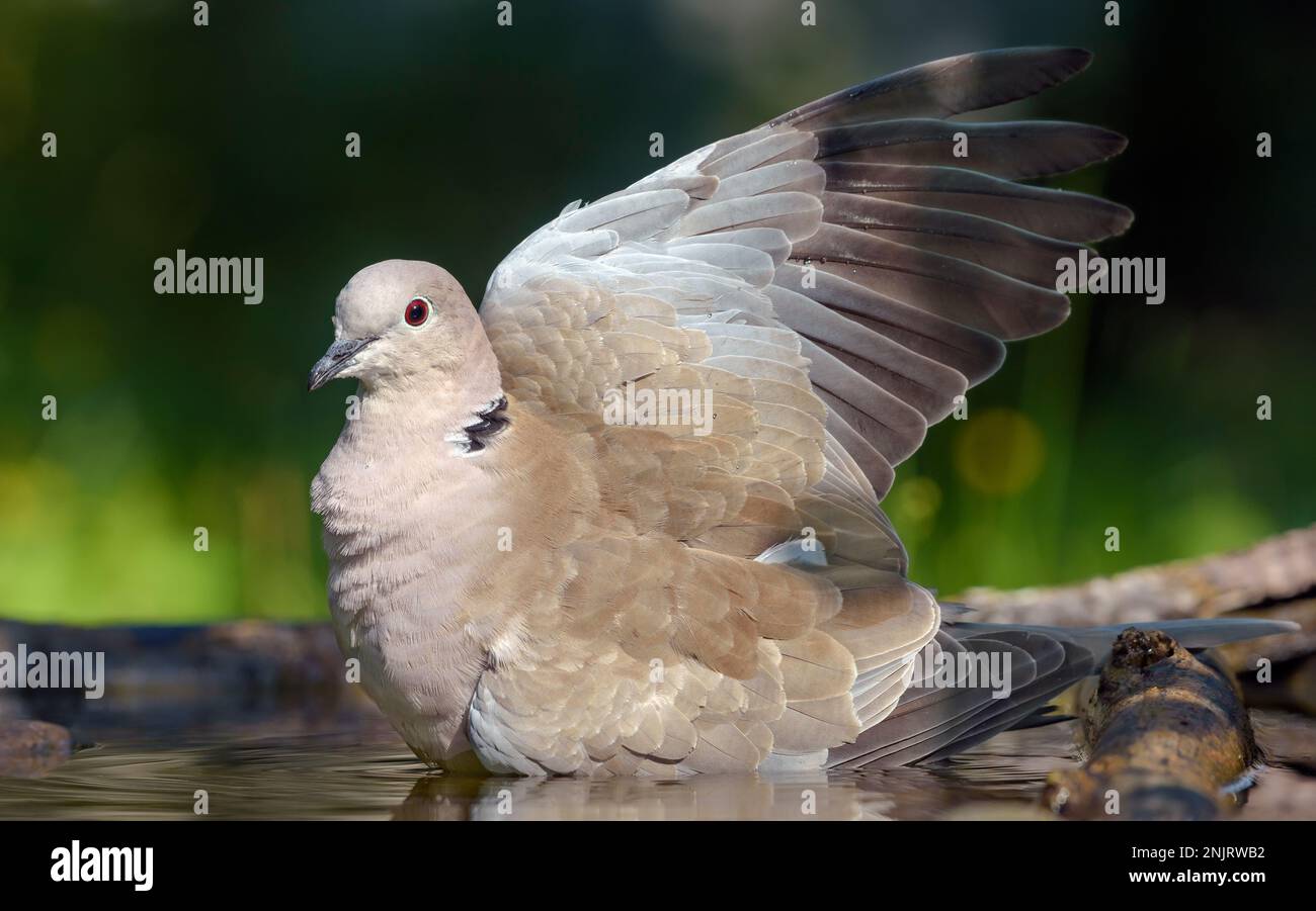 Collared dove washing hi-res stock photography and images - Alamy