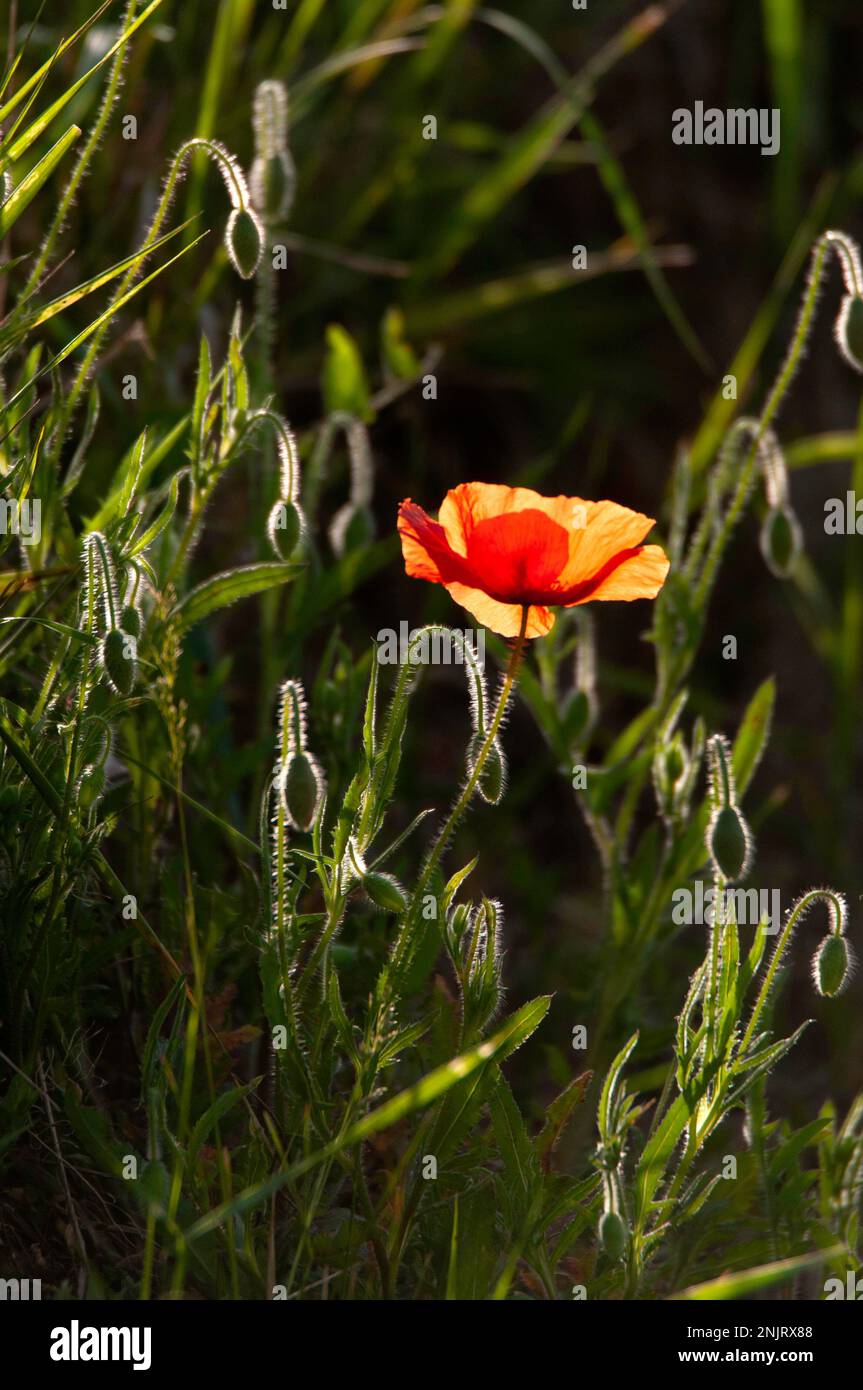 Field red poppies occitanie france hi-res stock photography and images ...