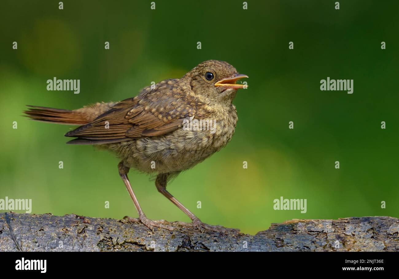 Young European robin (erithacus rubecula) calls loudly with open beak ...
