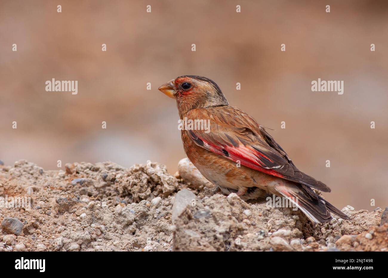 little bird watching on the ground, Eurasian Crimson-winged Finch ...