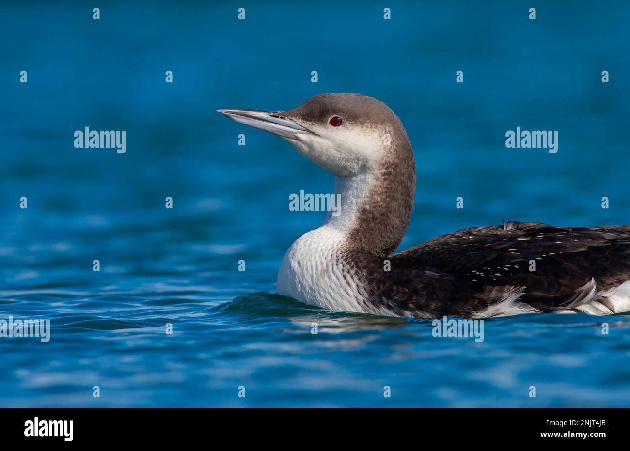 large waterfowl in its natural habitat, Black-throated Loon, Gavia ...