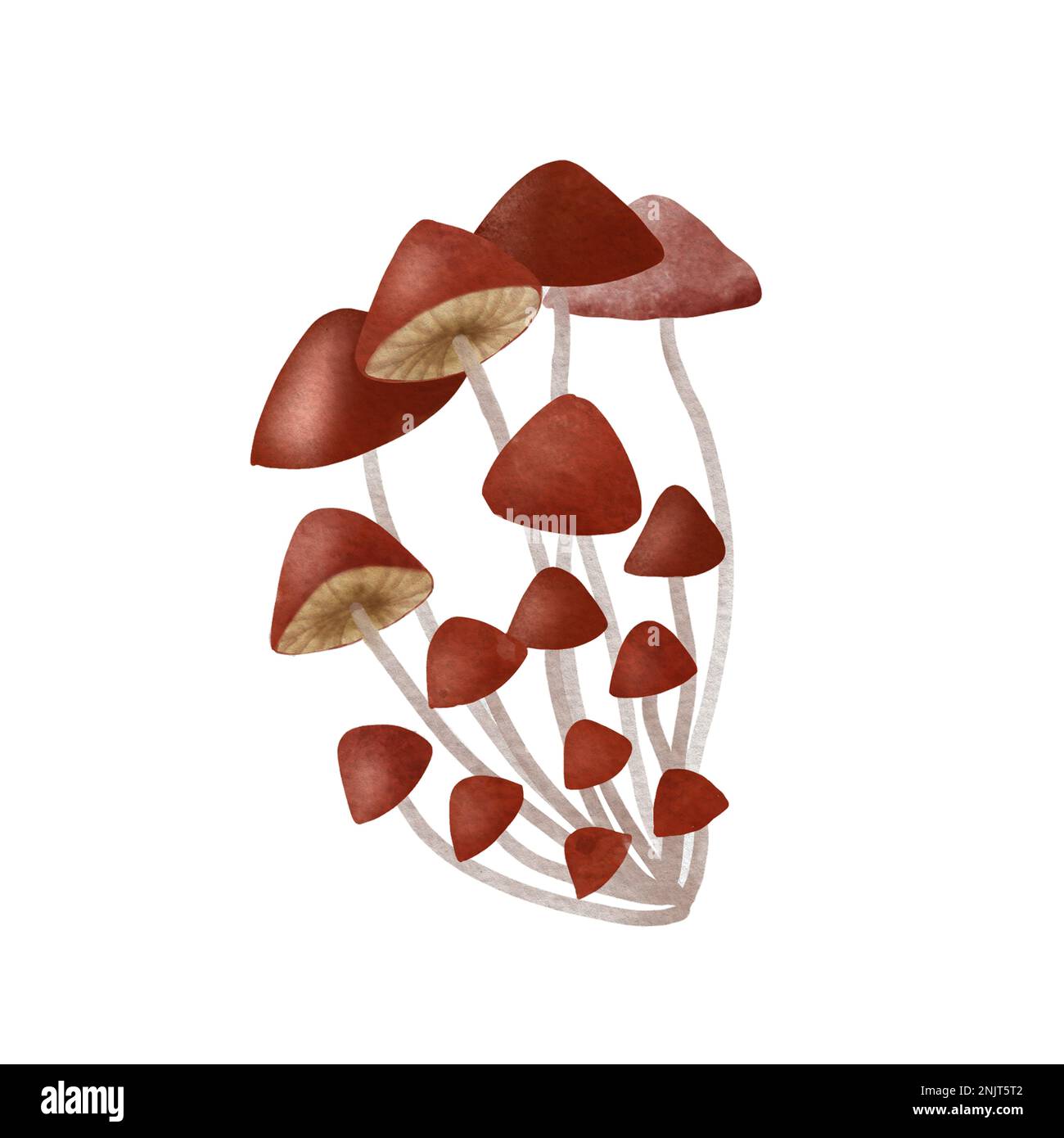 Toadstool. Forest mushroom. Watercolor illustration Stock Photo - Alamy