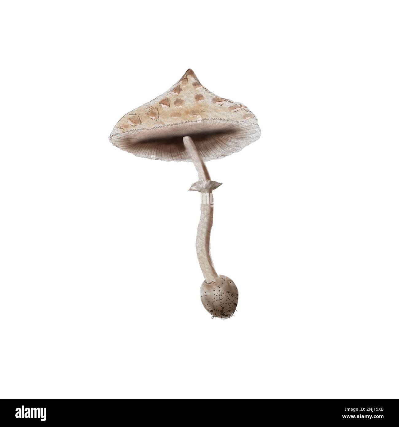 Toadstool. Forest mushroom. Watercolor illustration Stock Photo - Alamy