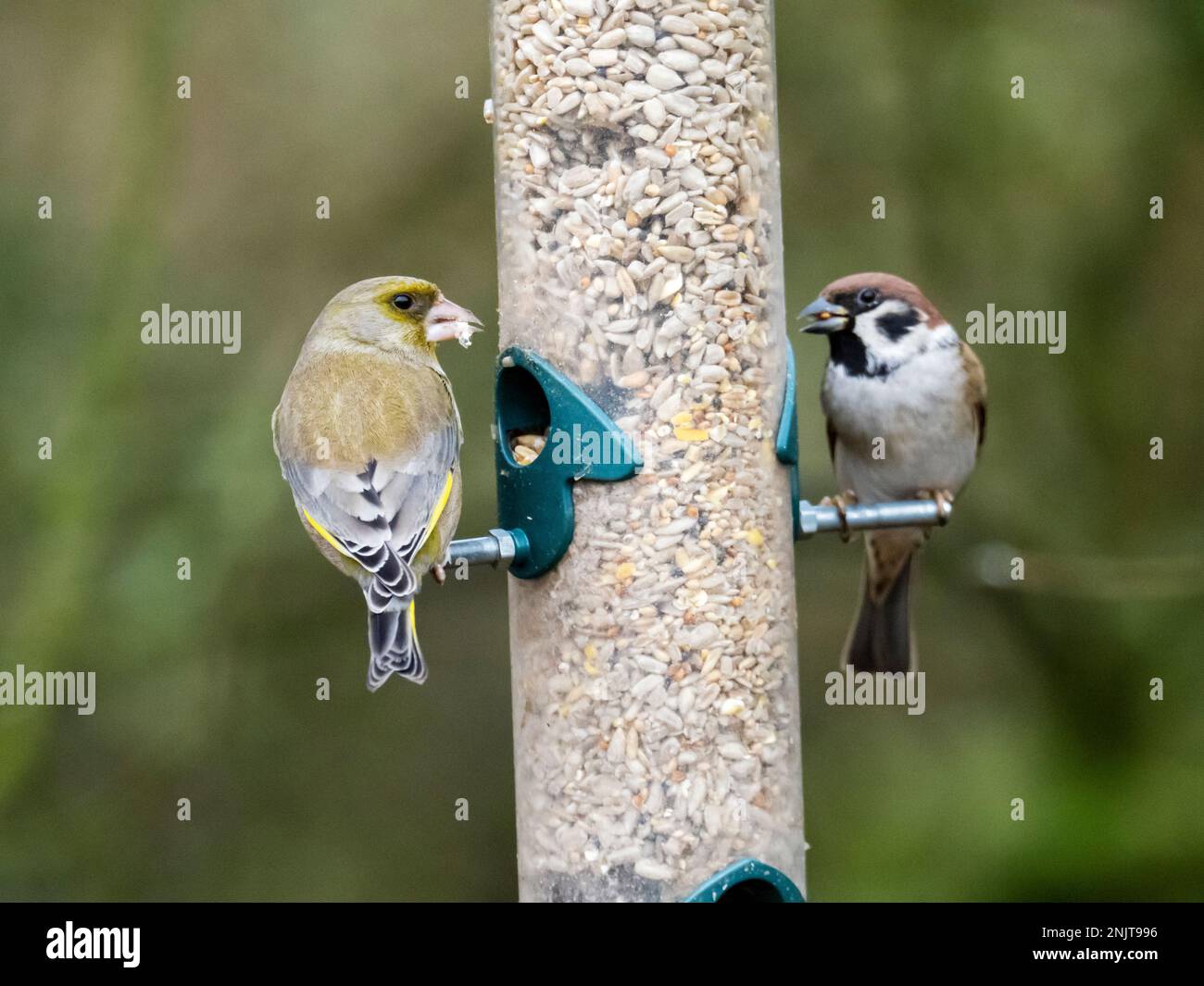 Tree Sparrow; Passer montanus and Greenfinch, Chloris chloris on a bird ...