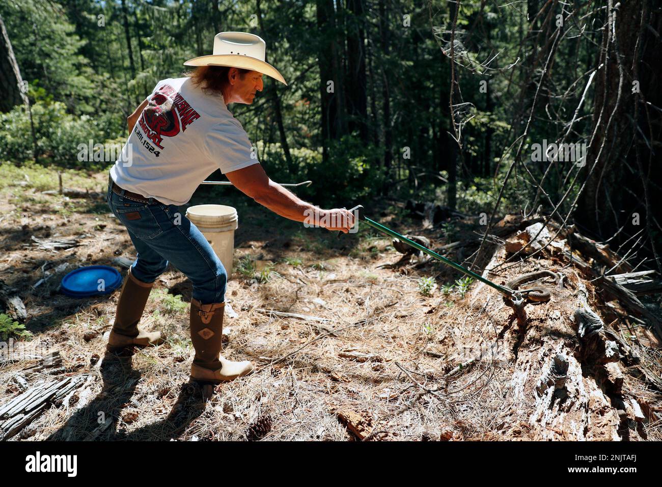 Len Ramirez of Ramirez Rattlesnake Removal releases a Northern Pacific ...