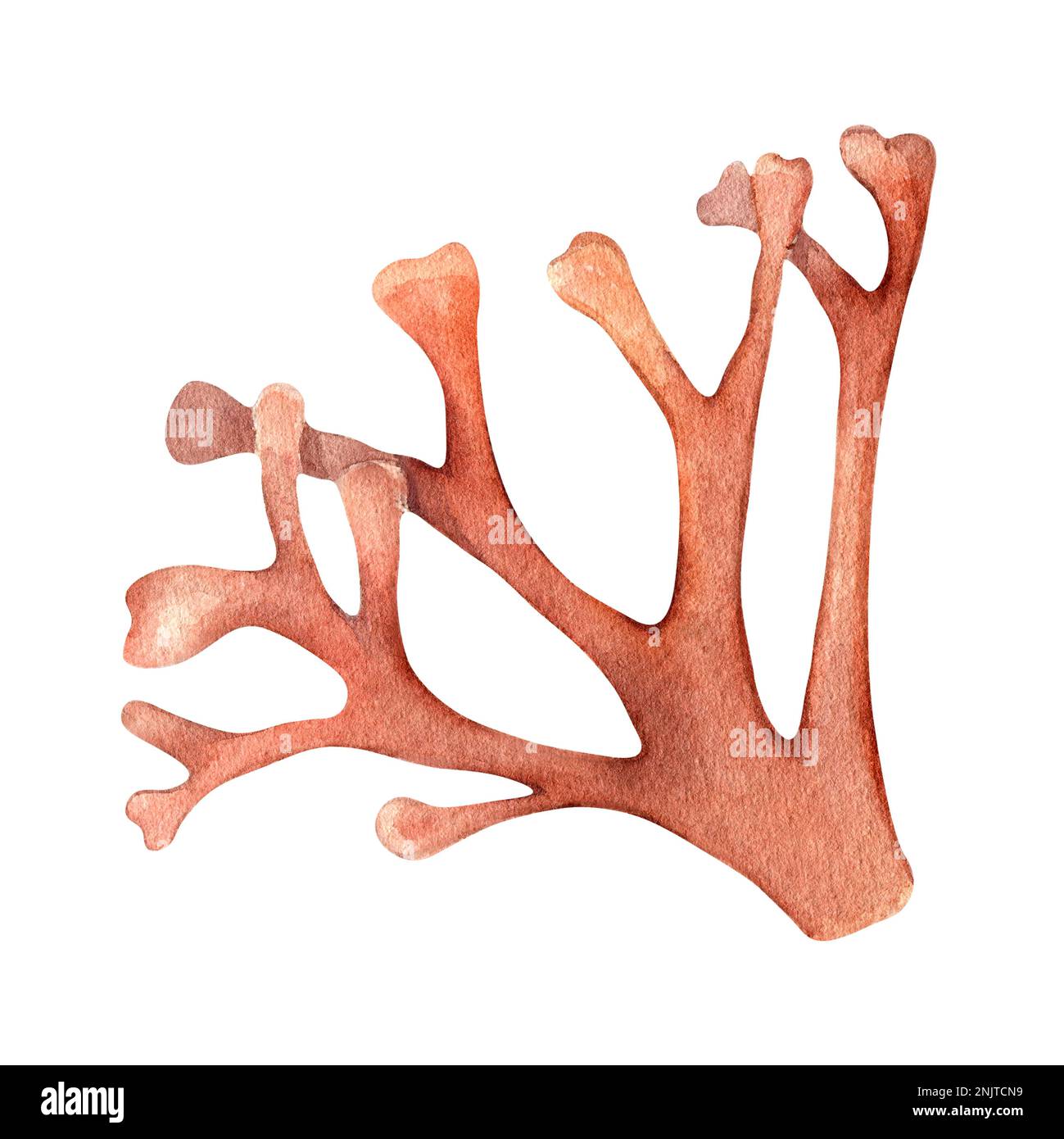 Sea plant rhodymenia watercolor illustration isolated on white ...