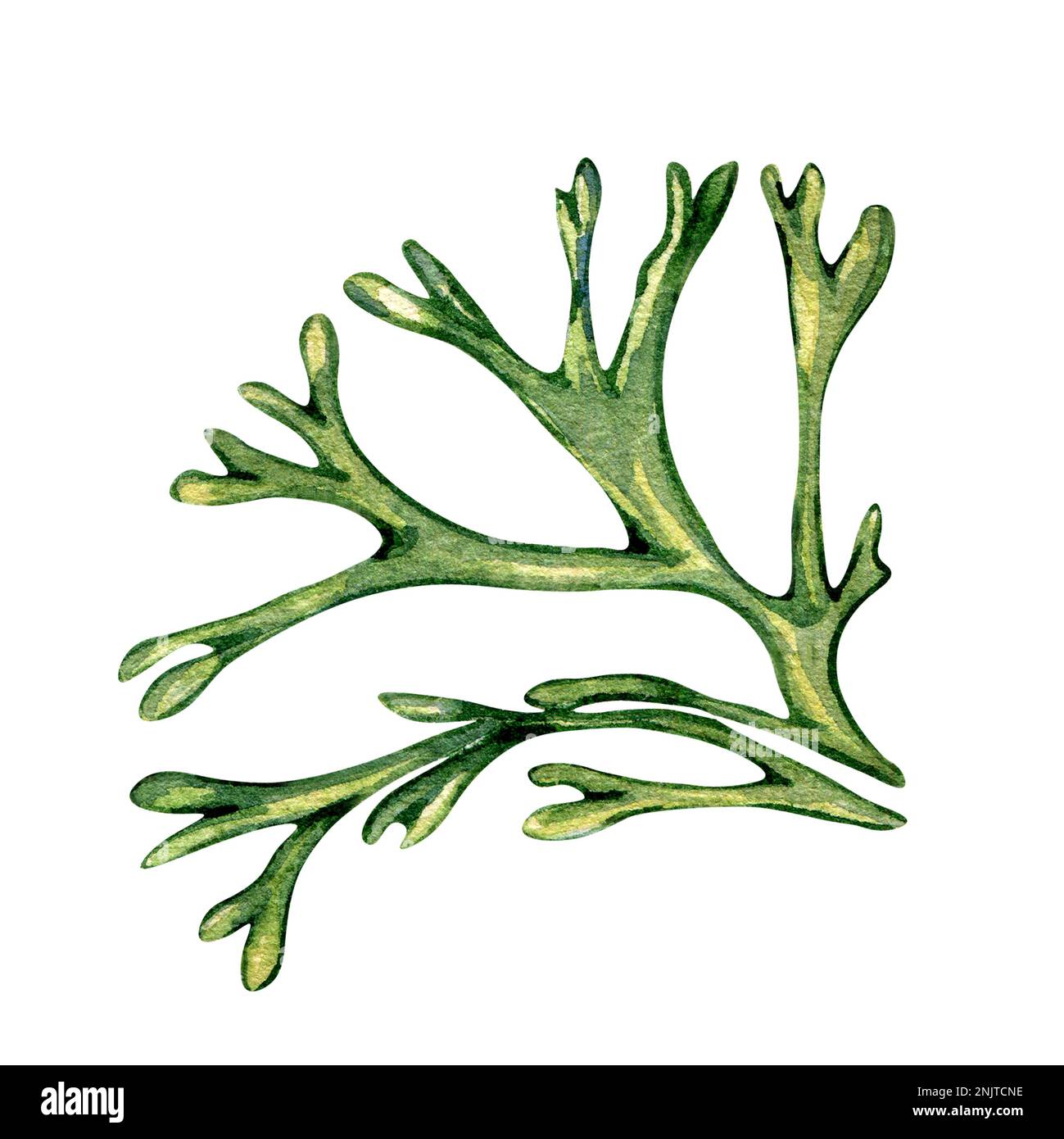 Green sea plant watercolor illustration isolated on white background ...
