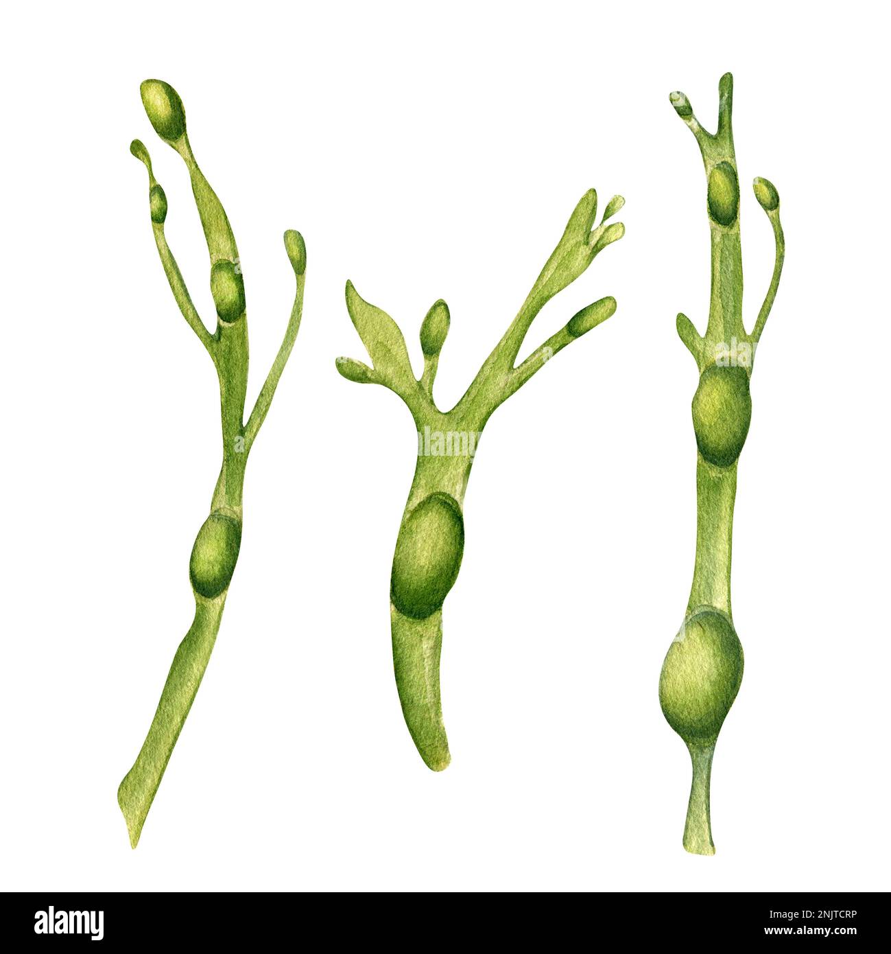 Green sea plant watercolor illustration isolated on white background ...