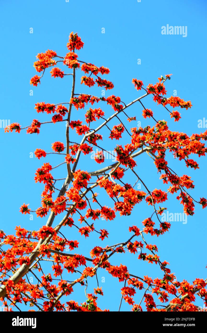 Kapok flowers blossom as red as fire in Sanya City, southernmost China ...