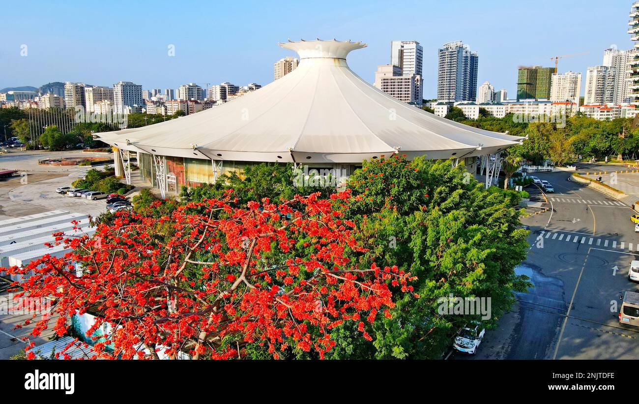 Kapok flowers blossom as red as fire in Sanya City, southernmost China ...
