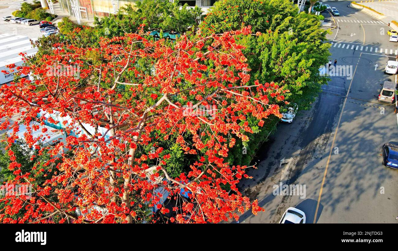 Kapok flowers blossom as red as fire in Sanya City, southernmost China ...