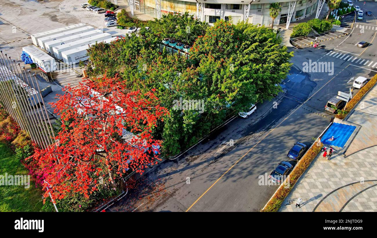 Kapok flowers blossom as red as fire in Sanya City, southernmost China ...