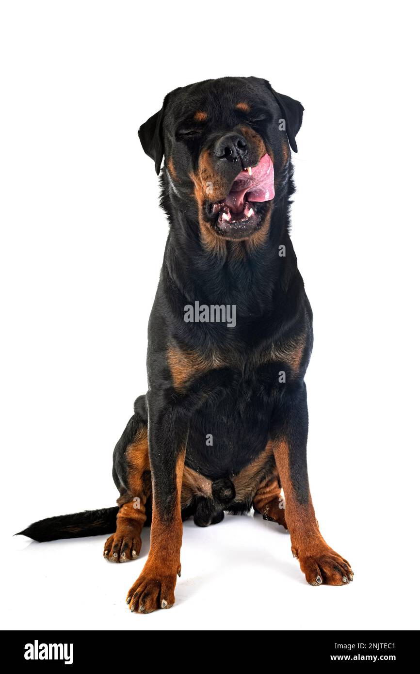 purebred rottweiler in front of white background Stock Photo - Alamy