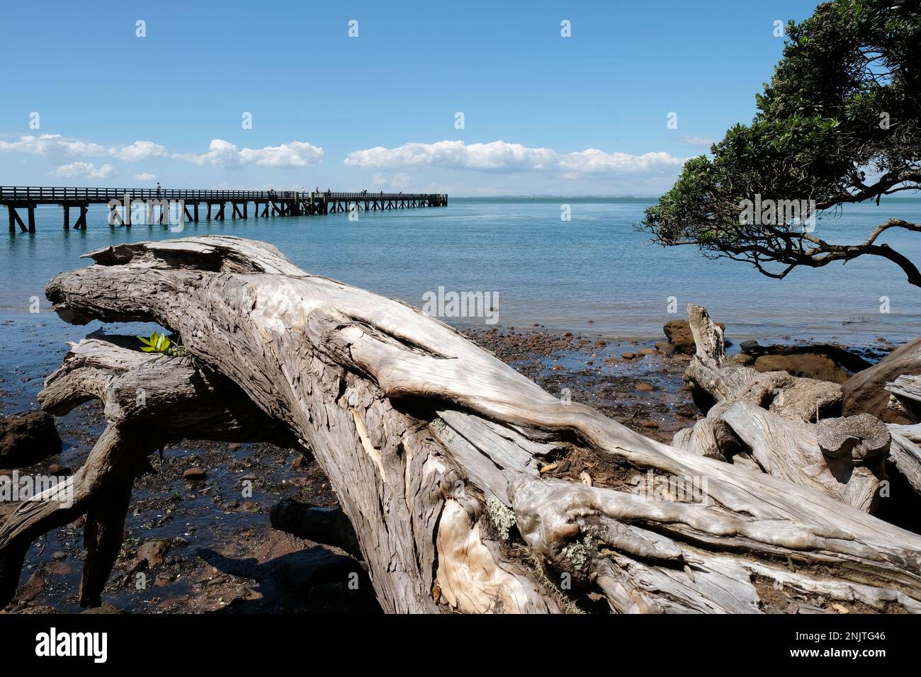 Dead tree - Cornwallis Beach, Auckland, New Zealand Stock Photo - Alamy