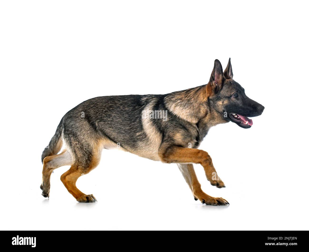young german shepherd in front of white background Stock Photo - Alamy