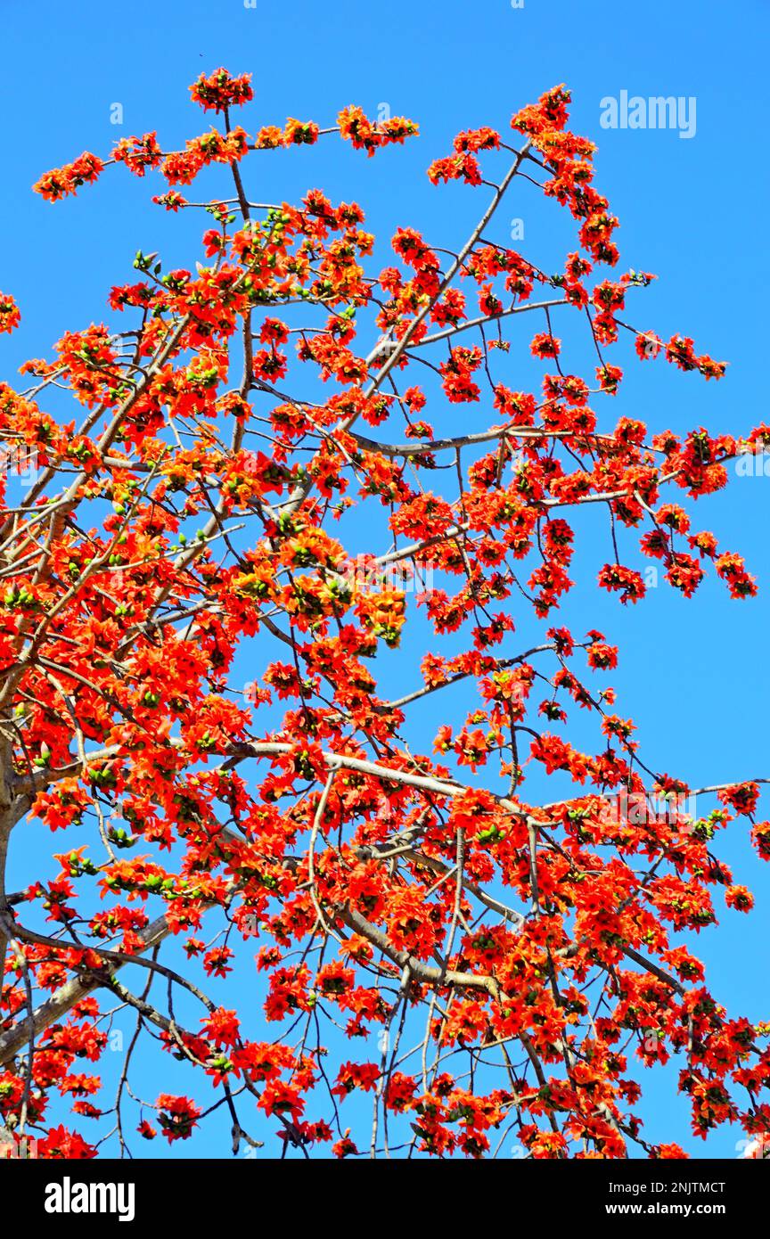 Kapok flowers blossom as red as fire in Sanya City, southernmost China ...
