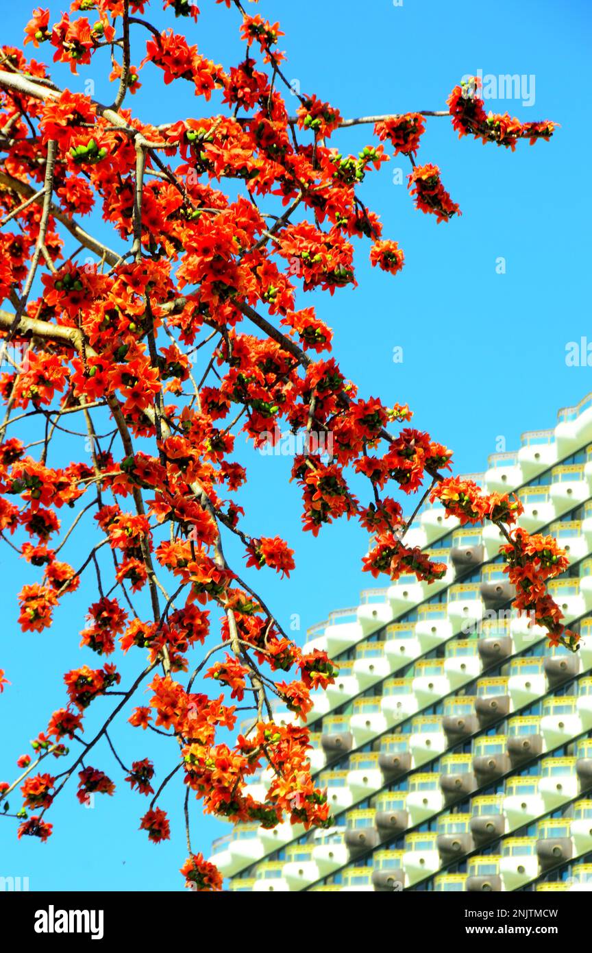 Kapok flowers blossom as red as fire in Sanya City, southernmost China ...