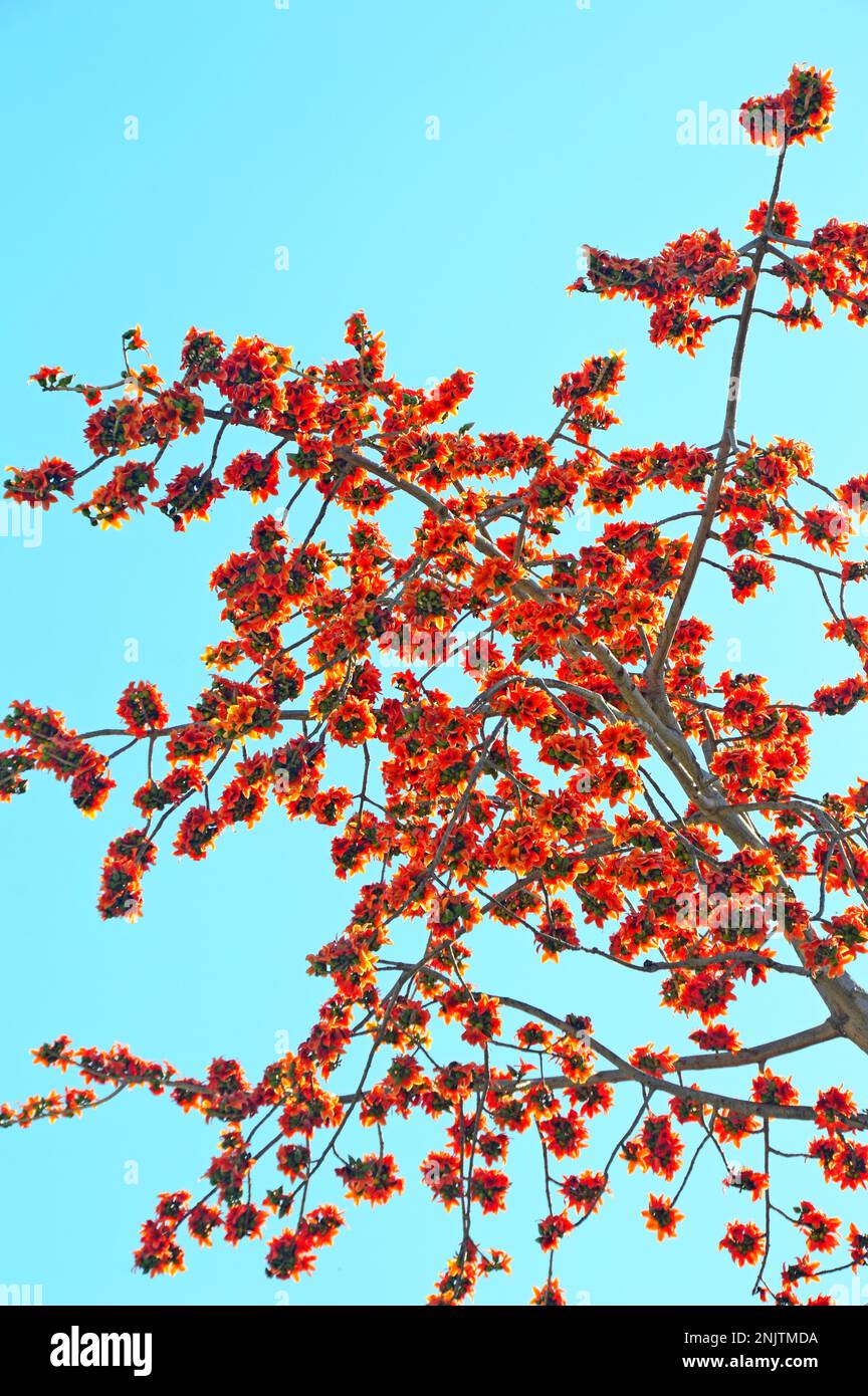 Kapok flowers blossom as red as fire in Sanya City, southernmost China ...