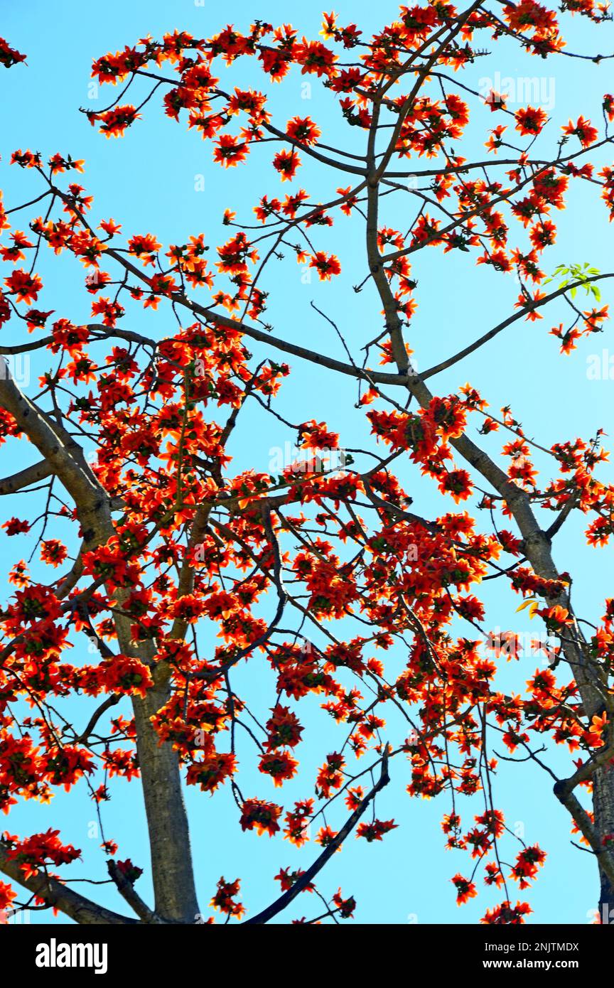 Kapok flowers blossom as red as fire in Sanya City, southernmost China ...