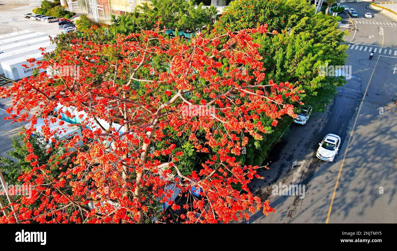 Kapok flowers blossom as red as fire in Sanya City, southernmost China ...