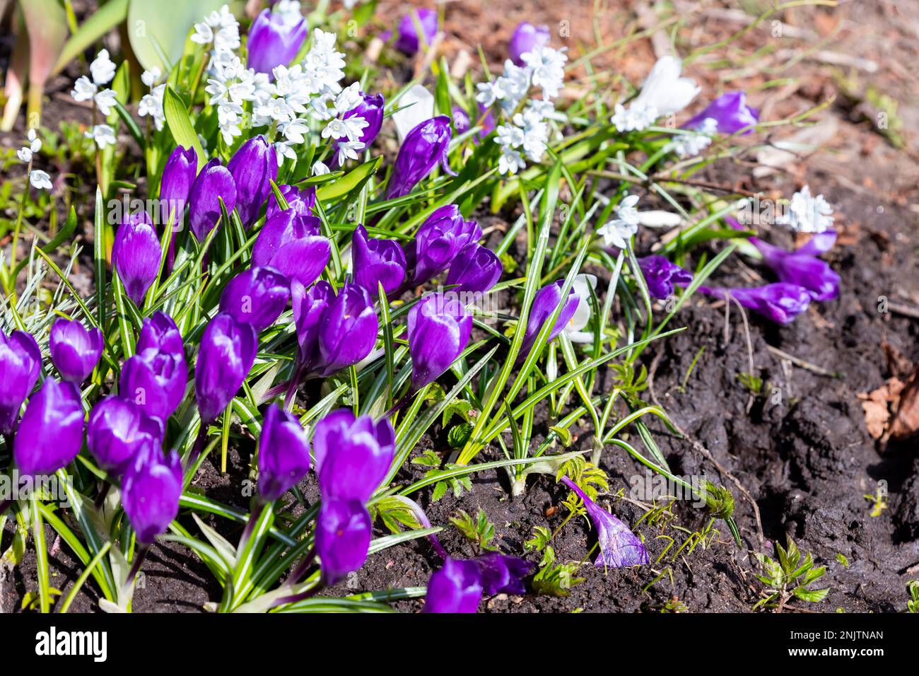 Beautiful Young flowers of purple crocus grow on a flowerbed in the ...