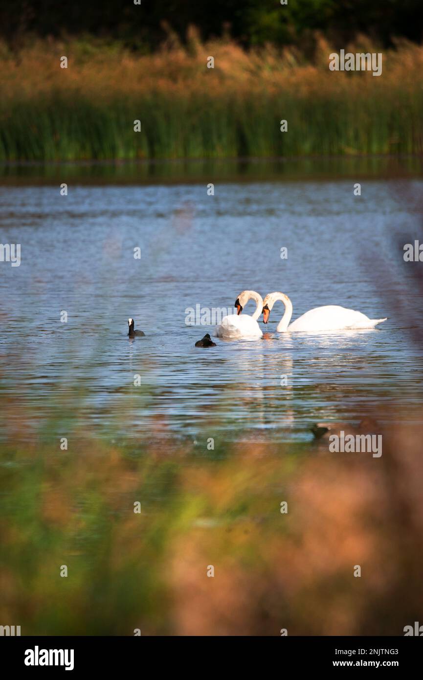 Embleton quarry nature reserve hi-res stock photography and images - Alamy