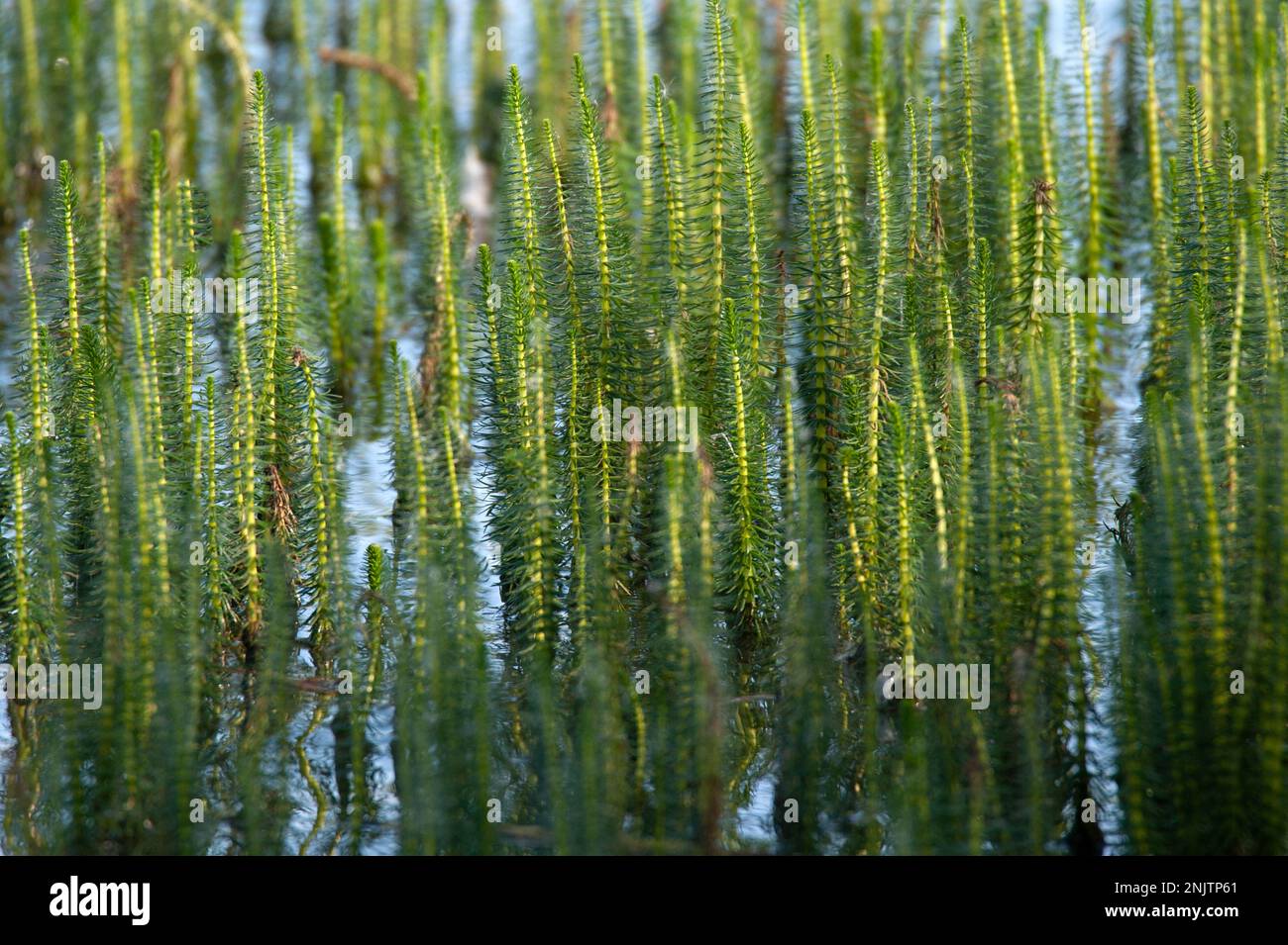 Mare's tail growing in lake at Embleton Quarry Nature Reserve ...