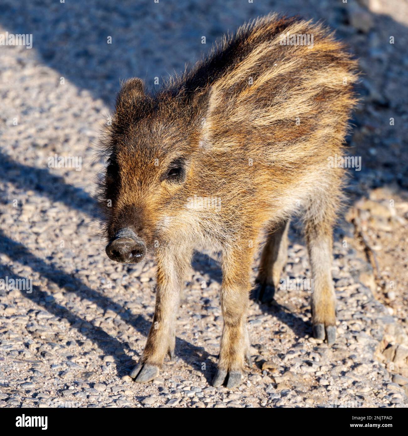 Afrika, Marokko, Aghroud nördlich Taghazout, Wildschwein im Dorf Stock ...