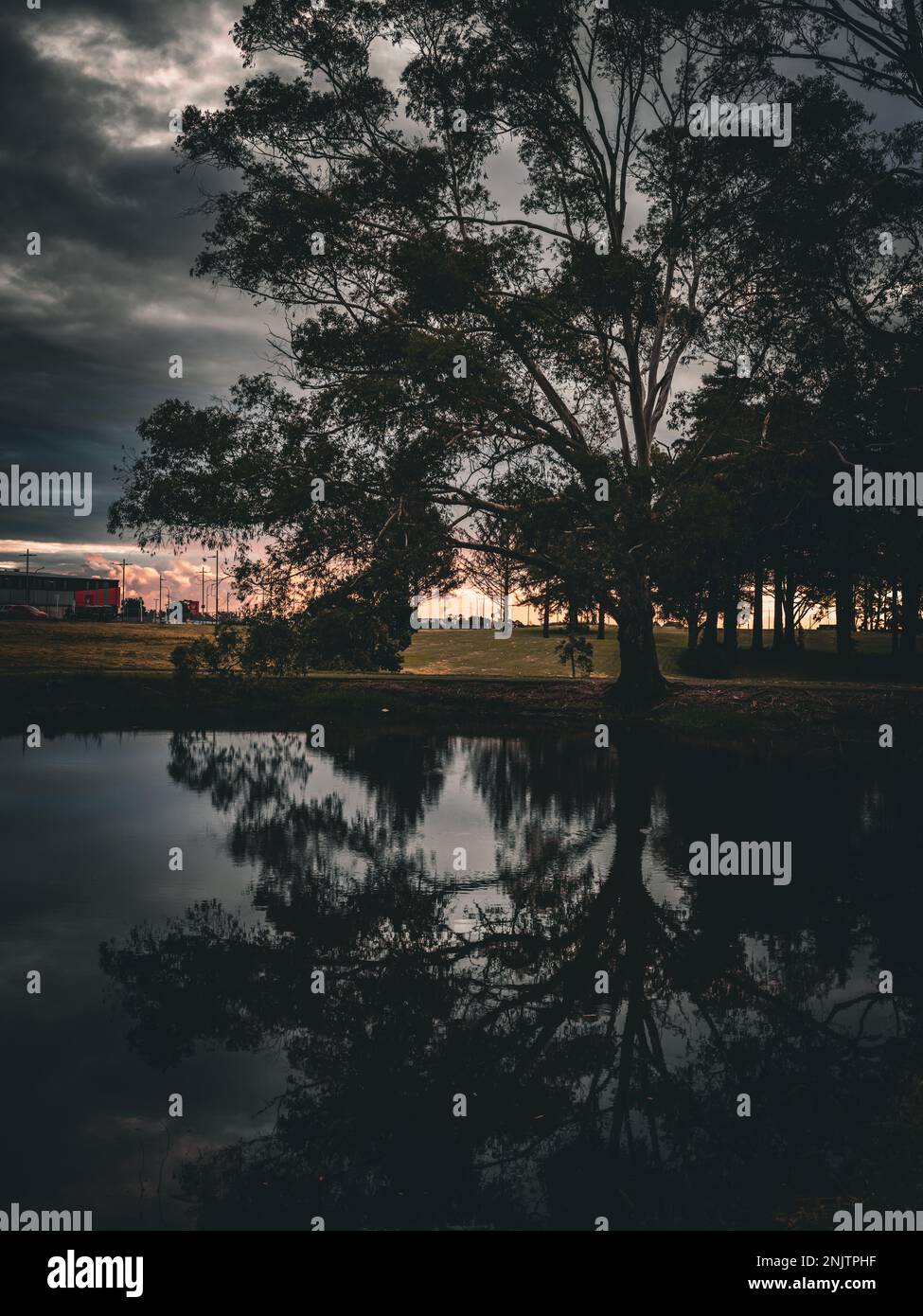 trees at dusk Stock Photo - Alamy