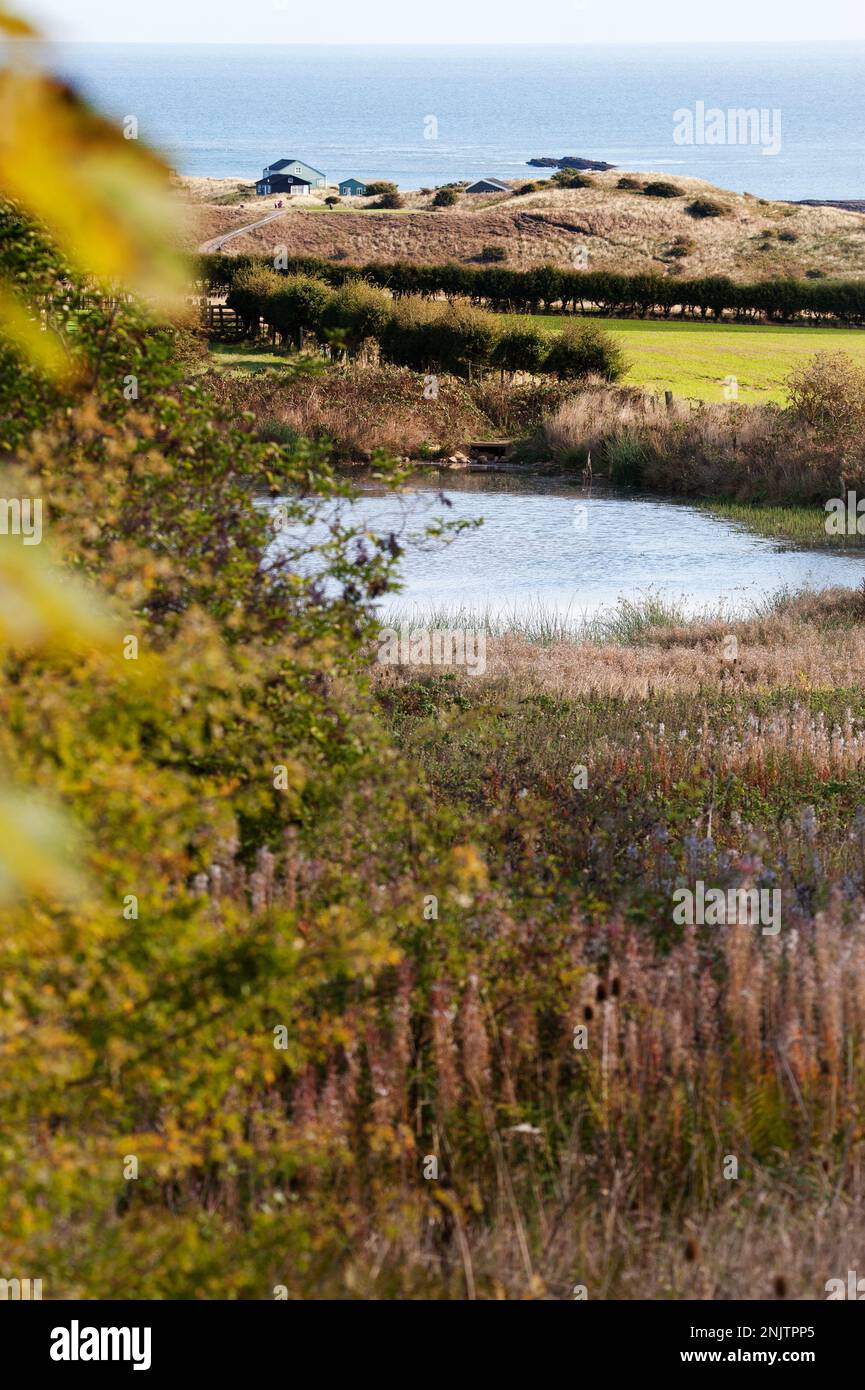 Embleton Quarry Nature Reserve, Northumberland Stock Photo - Alamy