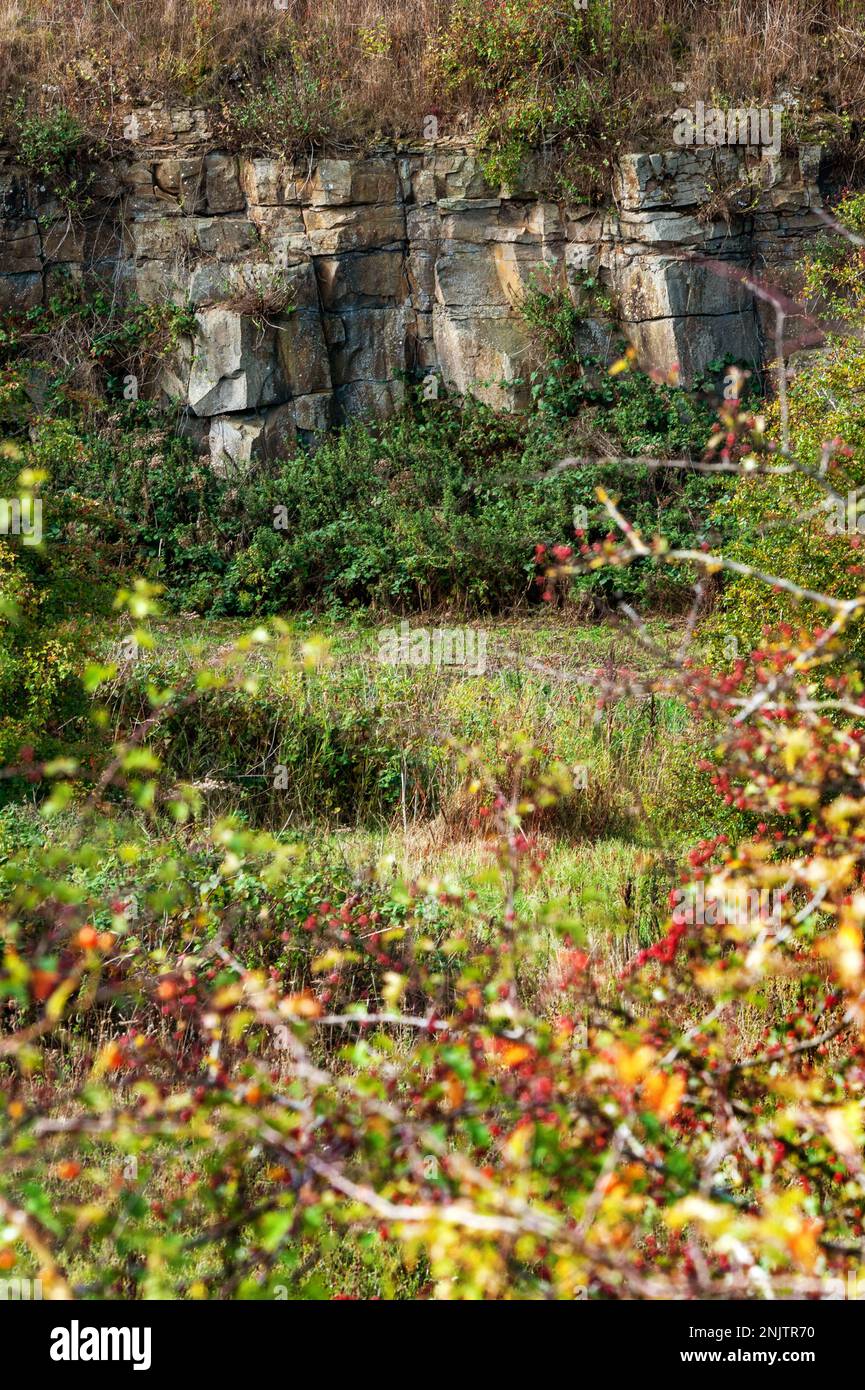 Embleton Quarry Nature Reserve, Northumberland Stock Photo - Alamy