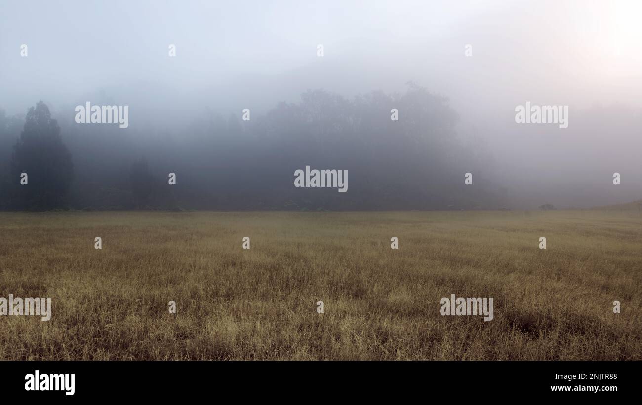 Meadow field with a foggy sky background Stock Photo - Alamy