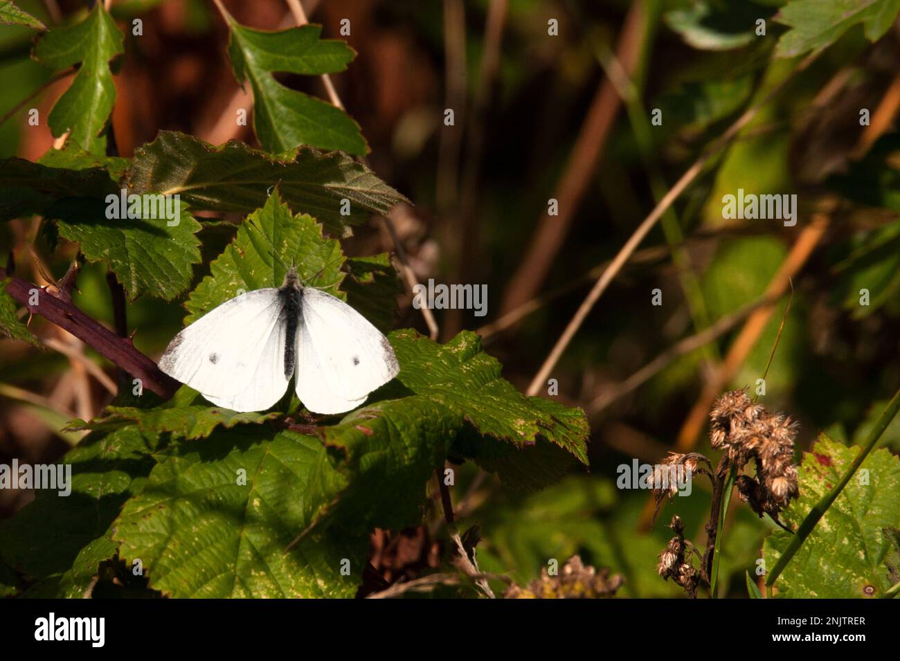 Cabbage White Butterfly , Embleton Quarry Nature Reserve ...