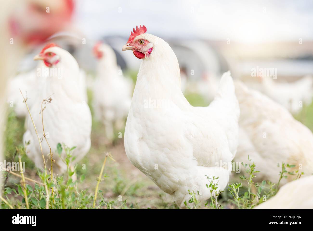 Chicken farming, animals and background field for sustainable ...