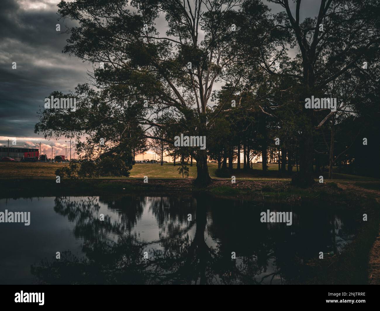 trees at dusk Stock Photo - Alamy