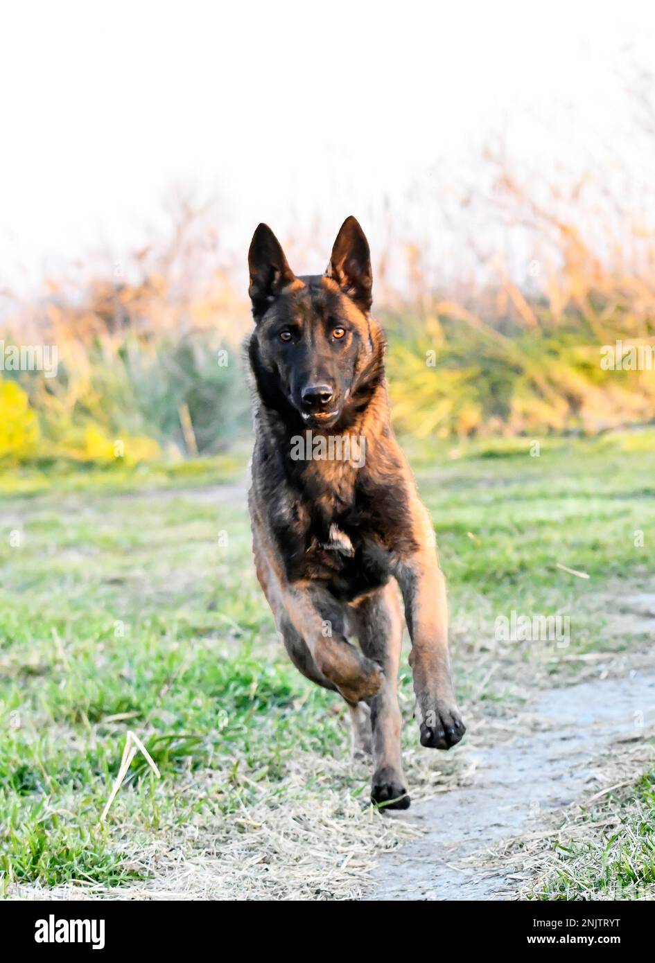 puppy malinois running in the nature in winter Stock Photo - Alamy