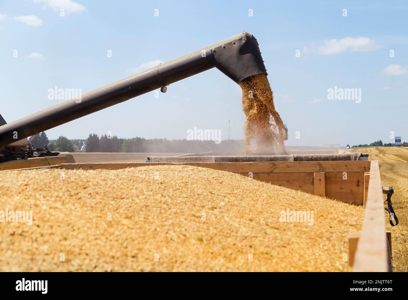 Grain crops on the field are harvested with the help of combines and ...
