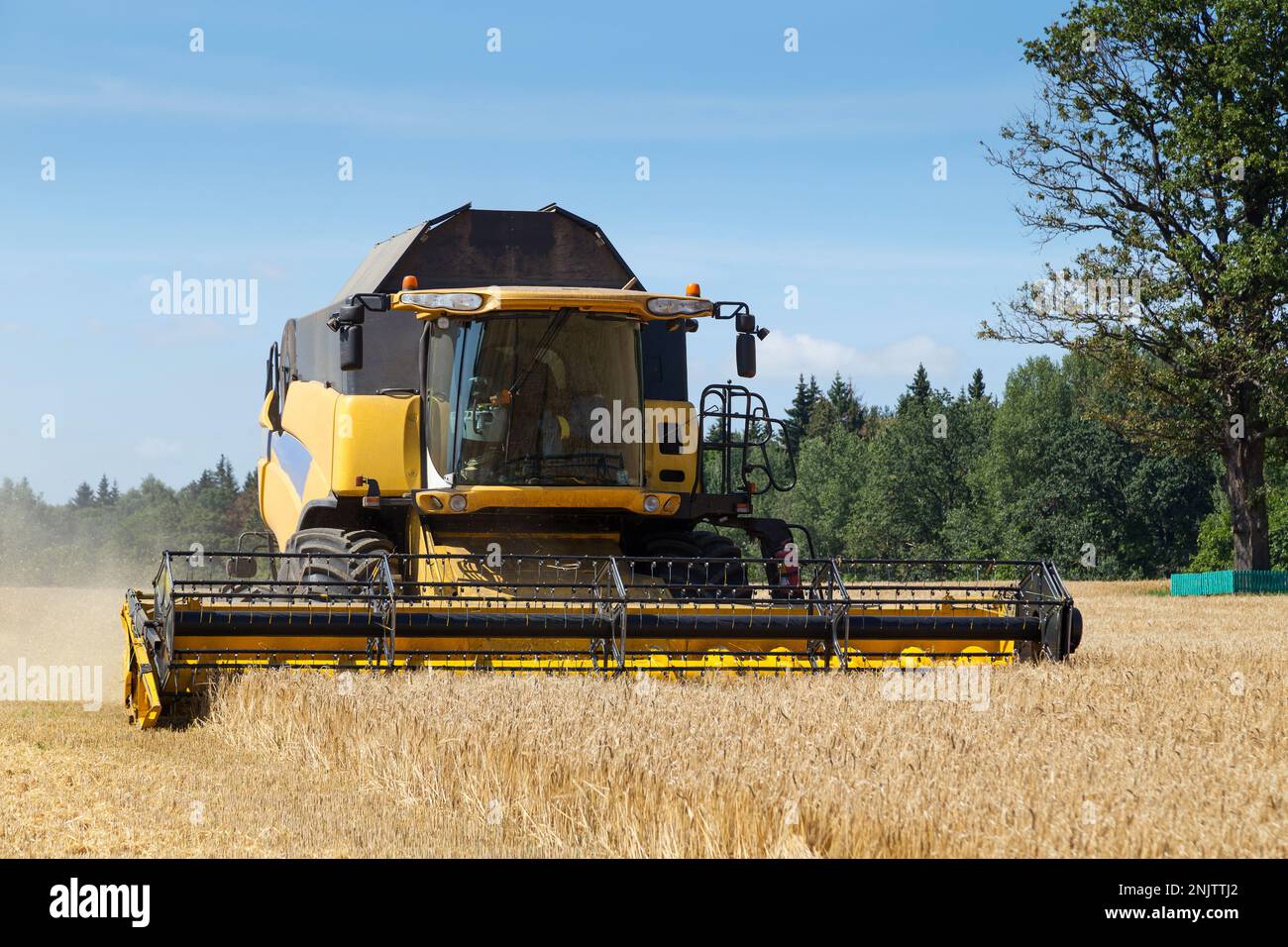 Grain crops on the field are harvested with the help of combines and ...
