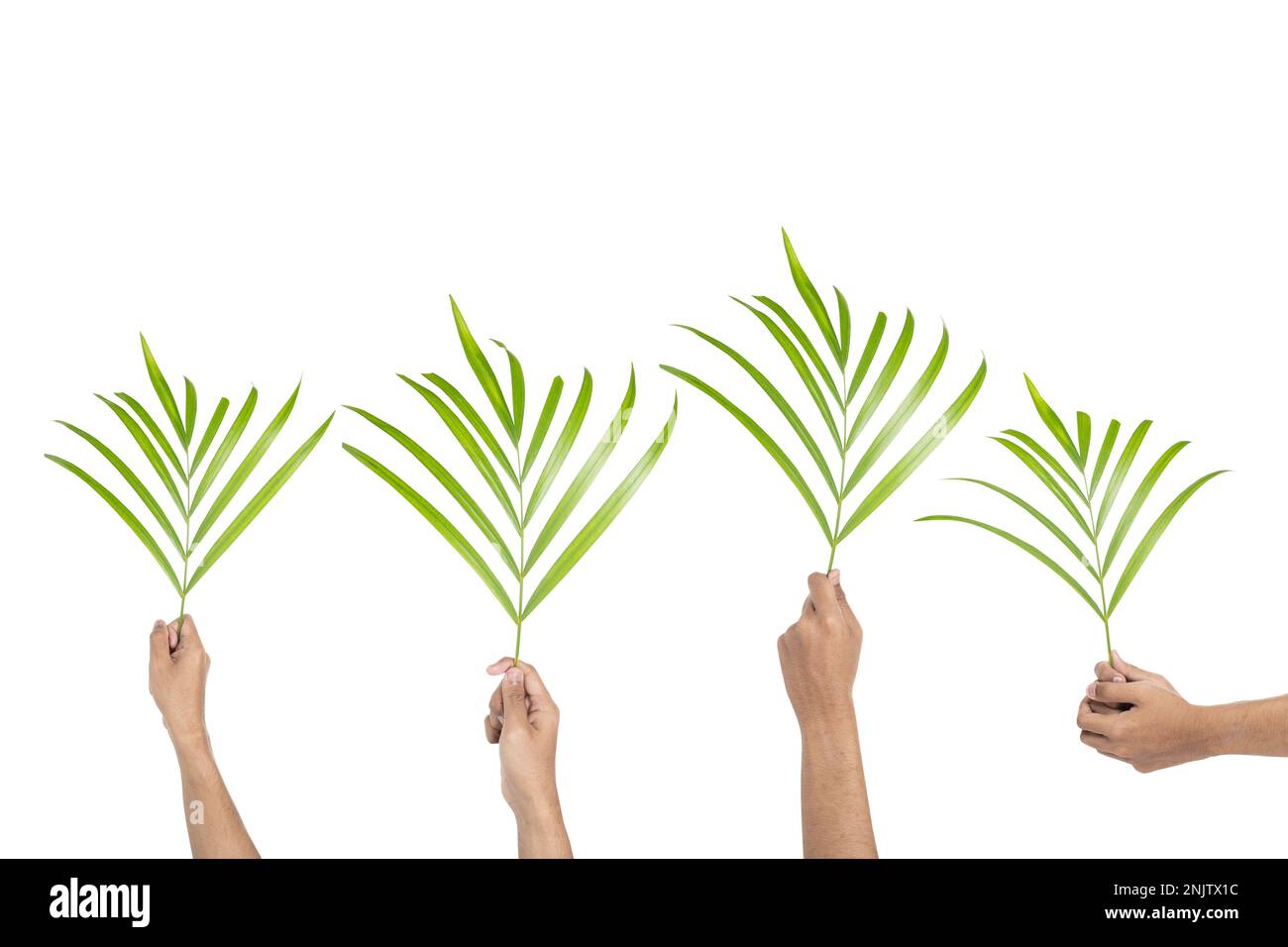 Human hand holding green palm leaves isolated over white background ...