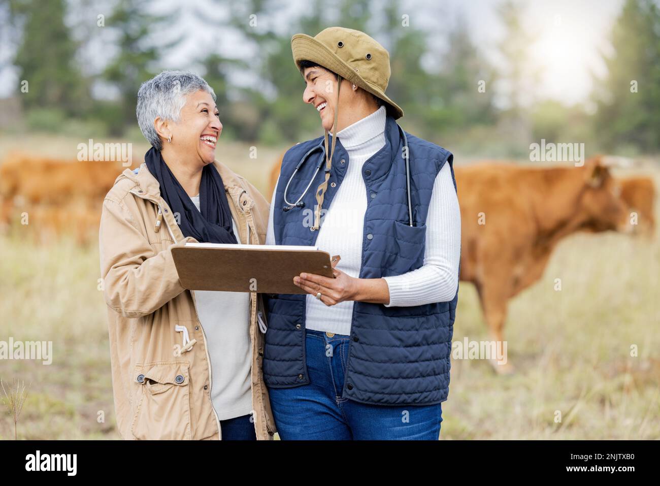 Cow, vet or senior farmer with checklist on field for meat, beef or ...
