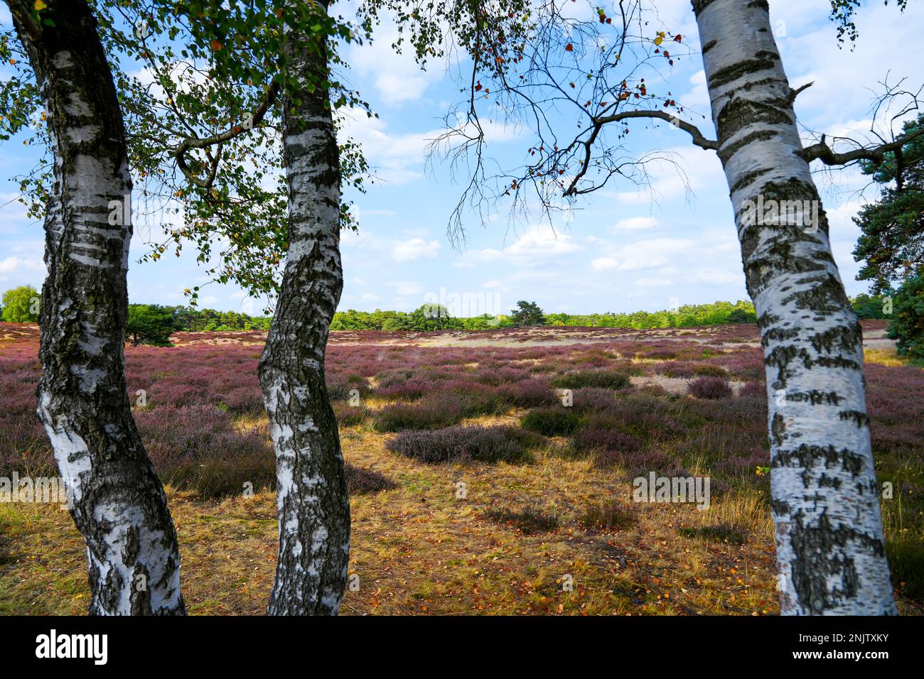 Nature in the Westruper Heide. Landscape with heather plants and trees ...