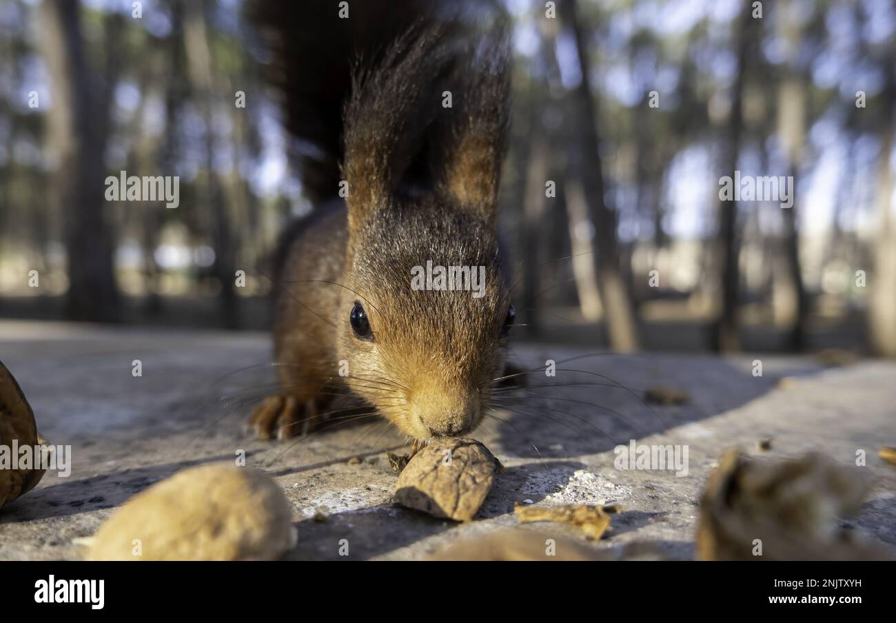 Detail of mammalian animal in nature, animal feeding with nuts Stock ...